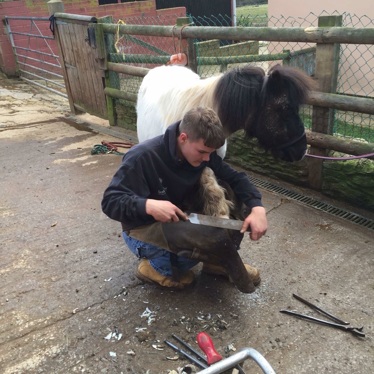 WMD Farriers – Providing Farrier Services in South East Somerset